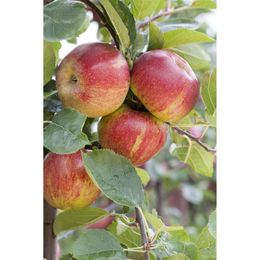 naturtalent by toom Naturtalent by toom Bio-Apfelbusch 'Boskoop' 25 cm Topf