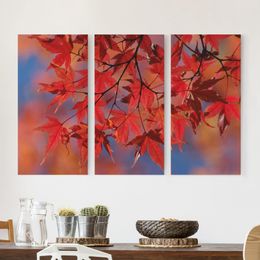 Bilderwelten 3-teiliges Leinwandbild - Querformat Red Maple