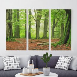Bilderwelten 3-teiliges Leinwandbild - Querformat Mighty Beech Trees