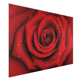 Bilderwelten Alu Dibond Outdoor Bild Blumen rot Motiv wetterfest - Rote Rose mit Wassertropfen - Rose Wohnzimmer Schlafzimmer