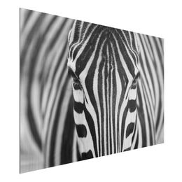 Bilderwelten Alu-Dibond Outdoor Bild Zebra Look