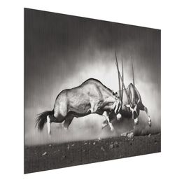 Bilderwelten Alu Dibond Outdoor Bild Tiere schwarz weiss Motiv wetterfest - Wilder Kampf - Deko Wohnzimmer Schlafzimmer