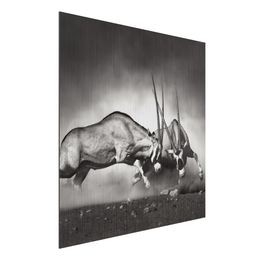 Bilderwelten Alu Dibond Outdoor Bild Tiere schwarz weiss Motiv wetterfest - Wilder Kampf - Deko Wohnzimmer Schlafzimmer