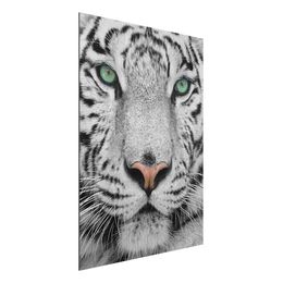 Bilderwelten Alu Dibond Outdoor Bild Tiere schwarz weiss modern wetterfest - Wei&szlig;er Tiger - Tiger Wohnzimmer Schlafzimmer