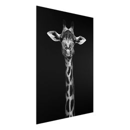 Bilderwelten Alu Dibond Outdoor Bild Tiere schwarz weiss Motiv wetterfest - Dunkles Giraffen Portrait - Giraffen Wohnzimmer Schlafzimmer