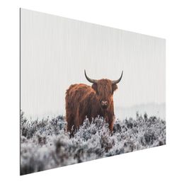 Bilderwelten Alu Dibond Outdoor Bild Tiere weiss Motiv wetterfest - Bison in den Highlands - Deko Wohnzimmer Schlafzimmer