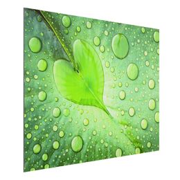 Bilderwelten Alu Dibond Outdoor Bild Blumen gr&uuml;n Tropisch wetterfest - Herz aus Morgentau - Gr&auml;ser Wohnzimmer Schlafzimmer