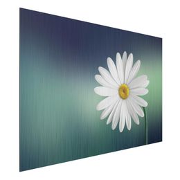 Bilderwelten Alu Dibond Outdoor Bild Blumen weiss Motiv wetterfest - G&auml;nsebl&uuml;mchen Close Up - Deko Wohnzimmer Schlafzimmer