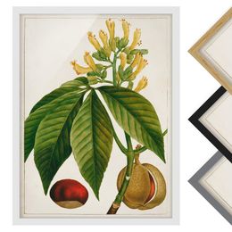 Blumen Bild mit Rahmen Tableau Blatt Bl&uuml;te Frucht VI