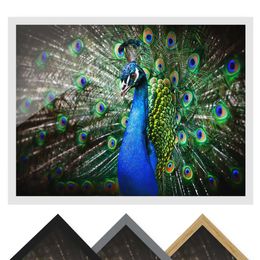 Bilderwelten Bild mit Rahmen - Querformat Edler Pfau