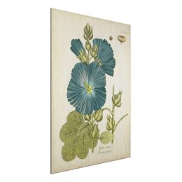 Bilderwelten Alu Dibond Outdoor Bild Blumen blau Vintage wetterfest - Vintage Botanik in Blau Rosenpappel - Pflanzen Wohnzimmer Schlafzimmer