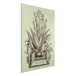 Bilderwelten Alu Dibond Outdoor Bild Blumen pastell Vintage wetterfest - Vintage Aloe Vera Americana Major - Pflanzen Wohnzimmer Schlafzimmer