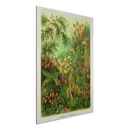 Bilderwelten Alu-Dibond Outdoor Bild Vintage Lehrtafel Moos