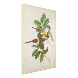Bilderwelten Alu Dibond Outdoor Bild Tiere gr&uuml;n Vintage wetterfest - Vintage Illustration Tropische V&ouml;gel III - Retro Wohnzimmer Schlafzimmer