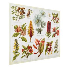 Bilderwelten Alu Dibond Outdoor Bild Blumen gr&uuml;n Vintage wetterfest - Vintage Lehrtafel Tropische Botanik I - Pflanzen Wohnzimmer Schlafzimmer