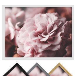 Bilderwelten Bild mit Rahmen - Querformat Shabby Rosa Rose Pastell
