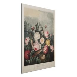 Bilderwelten Alu Dibond Outdoor Bild rosa Vintage wetterfest - Botanik Vintage Illustration Rosen - Rose Wohnzimmer Schlafzimmer