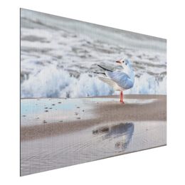 Alu Dibond Outdoor Bild - M&ouml;we am Strand vor Meer - Strand beige Motiv wetterfest Landschaft Wohnzimmer Schlafzimmer