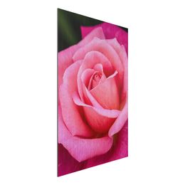 Bilderwelten Alu Dibond Outdoor Bild Blumen pink Motiv wetterfest - Pinke Rosenbl&uuml;te vor Gr&uuml;n - Rose Wohnzimmer Schlafzimmer
