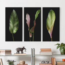 Bilderwelten 3-teiliges Leinwandbild - Hochformat Gro&szlig;e Bl&auml;tter Calathea-ornata auf Schwarz