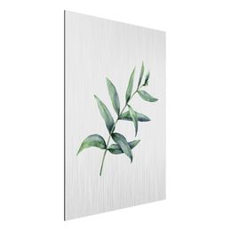 Bilderwelten Alu-Dibond Outdoor Bild Aquarell Eucalyptus I