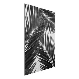 Alu Dibond Outdoor Bild - Blick durch Palmenbl&auml;tter schwarz wei&szlig; - Natur schwarz weiss Tropisch wetterfest Landschaft Wohnzimmer Schlafzimmer