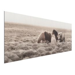 Bilderwelten Alu Dibond Outdoor Bild Tiere braun Motiv wetterfest - Island Wildpferde - Pferde Wohnzimmer Schlafzimmer
