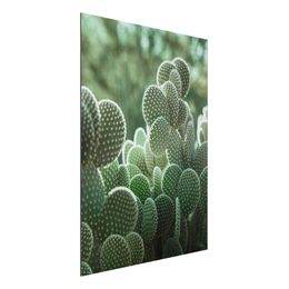 Bilderwelten Alu-Dibond Outdoor Bild Kakteen
