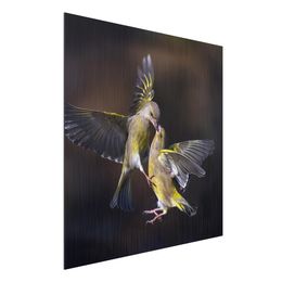 Alu Dibond Outdoor Bild - K&uuml;ssende Kolibris - Tiere gelb Motiv wetterfest V&ouml;gel Wohnzimmer Schlafzimmer