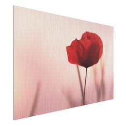 Alu Dibond Outdoor Bild - Mohnbl&uuml;te in der D&auml;mmerung - Blumen rosa Motiv wetterfest Mohn Wohnzimmer Schlafzimmer
