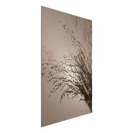 Bilderwelten Alu Dibond Outdoor Bild Blumen braun Landhaus wetterfest - Zarte Gr&auml;ser im Morgennebel - Gr&auml;ser Wohnzimmer Schlafzimmer