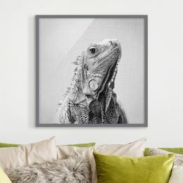Bild mit Rahmen Leguan Louis Schwarz Wei&szlig;