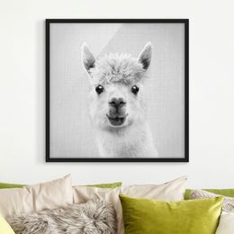 Bilderwelten Bild mit Rahmen Lama Lars Schwarz Wei&szlig;