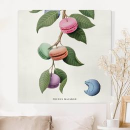 Bilderwelten Leinwandbild Vintage Pflanze - Macaron