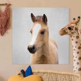 Bilderwelten Leinwandbild Tiere Motiv Kunstdruck schwarz weiss - Baby Pferd Philipp - Pferde XXL Kinderzimmer Baby M&auml;dchen Jungen