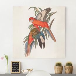 Bilderwelten Leinwandbild - Quadrat Tropische Papageien I