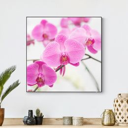 Wechselbild Nahaufnahme Orchidee