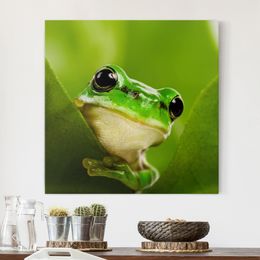 Bilderwelten Leinwandbild Tiere Motiv Kunstdruck Leinwanddruck - Wetterfrosch - Frosch XXL Wohnzimmer Schlafzimmer