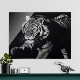 Bilderwelten Glasbild Tiere modern schwarz weiss Glas Wandbild - Tiger im Sonnenlicht vor Schwarz - Tiger Wohnzimmer Schlafzimmer