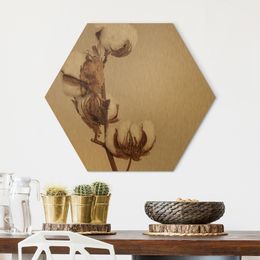 Bilderwelten Alu-Dibond Bild Hexagon Blumen braun Motiv - Zerbrechlicher Baumwollzweig - Deko Wohnzimmer Schlafzimmer
