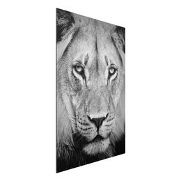 Bilderwelten Alu Dibond Outdoor Bild Tiere schwarz weiss Motiv wetterfest - Alter L&ouml;we - L&ouml;we Wohnzimmer Schlafzimmer
