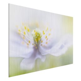 Bilderwelten Alu Dibond Outdoor Bild Blumen weiss modern wetterfest - Anemonen Sch&ouml;nheit - Deko Wohnzimmer Schlafzimmer