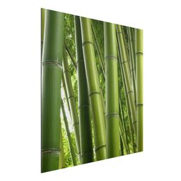 Alu-Dibond Natur & Landschaft Bamboo Trees No.1