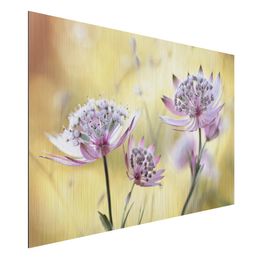 Bilderwelten Alu Dibond Outdoor Bild Blumen violett Landhaus wetterfest - Astrantia Major - Deko Wohnzimmer Schlafzimmer