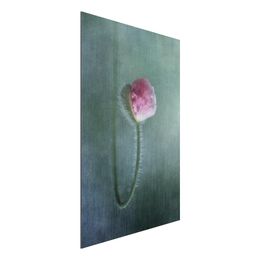 Bilderwelten Alu Dibond Outdoor Bild Blumen gr&uuml;n modern wetterfest - Bl&uuml;te in Rosa - Deko Wohnzimmer Schlafzimmer