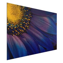 Alu-Dibond Blumen Blaue Gerberabl&uuml;te