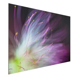 Bilderwelten Alu Dibond Outdoor Bild Blumen violett Motiv wetterfest - Bl&uuml;tenstaub - Deko Wohnzimmer Schlafzimmer