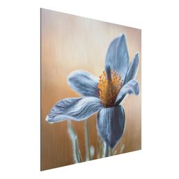 Bilderwelten Alu-Dibond Outdoor Bild Kuhschelle in Blau