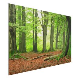 Bilderwelten Alu-Dibond Outdoor Bild Mighty Beech Trees
