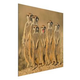 Bilderwelten Alu Dibond Outdoor Bild Tiere einzigartig modern wetterfest - Meerkat Family Panorama - Deko Wohnzimmer Schlafzimmer